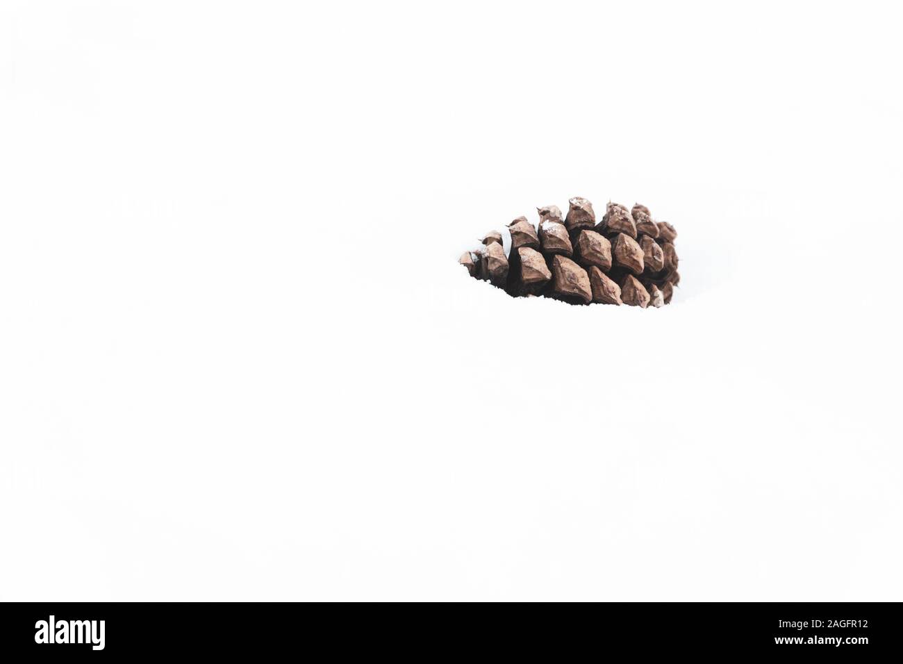 Pine cone falling in winter snow Stock Photo - Alamy