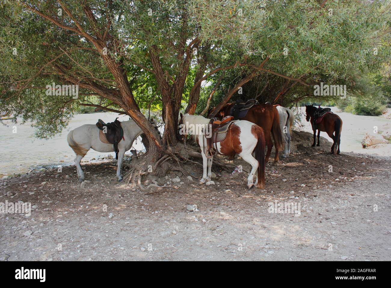 Ancient greek for river horse hi-res stock photography and images - Alamy
