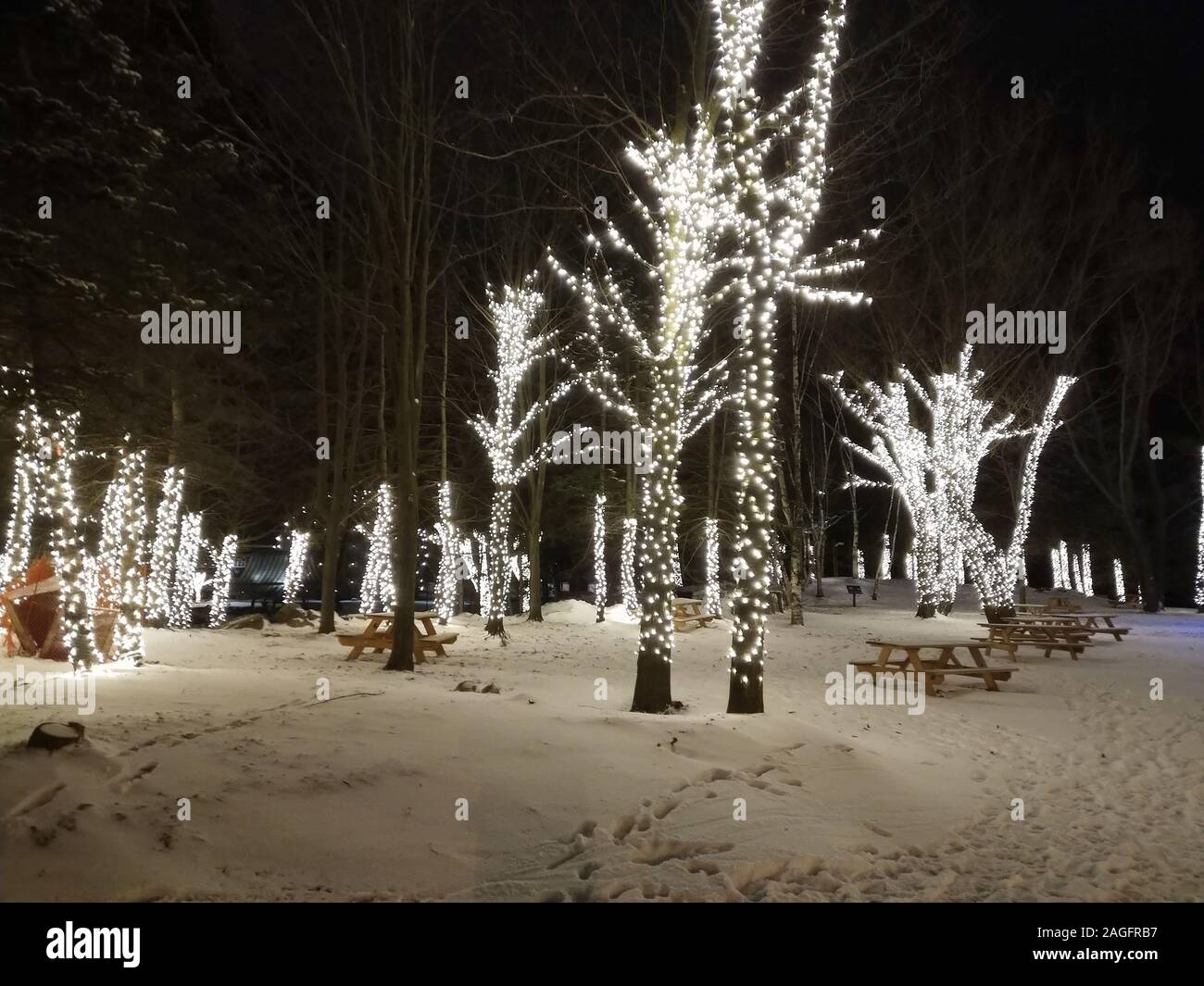 Park with trees and benches covered in the snow and lights during the ...