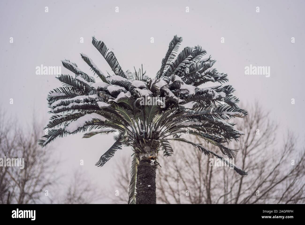 Hot tree, cold weather. Palm tree in the snow Stock Photo - Alamy