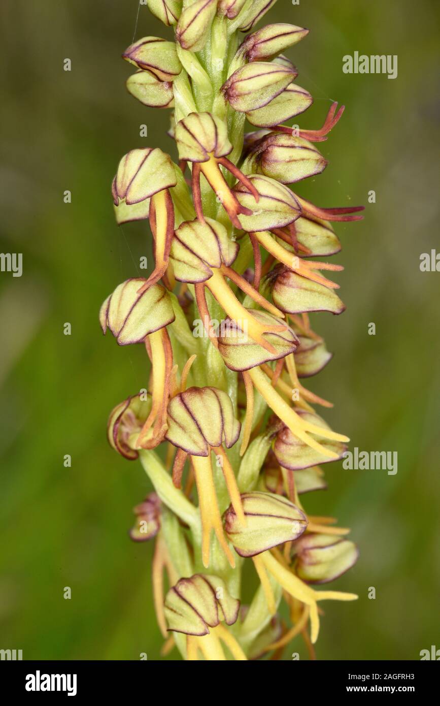 Man Orchid (Orchis anthropophora) close-up of flower spike, Kent ...