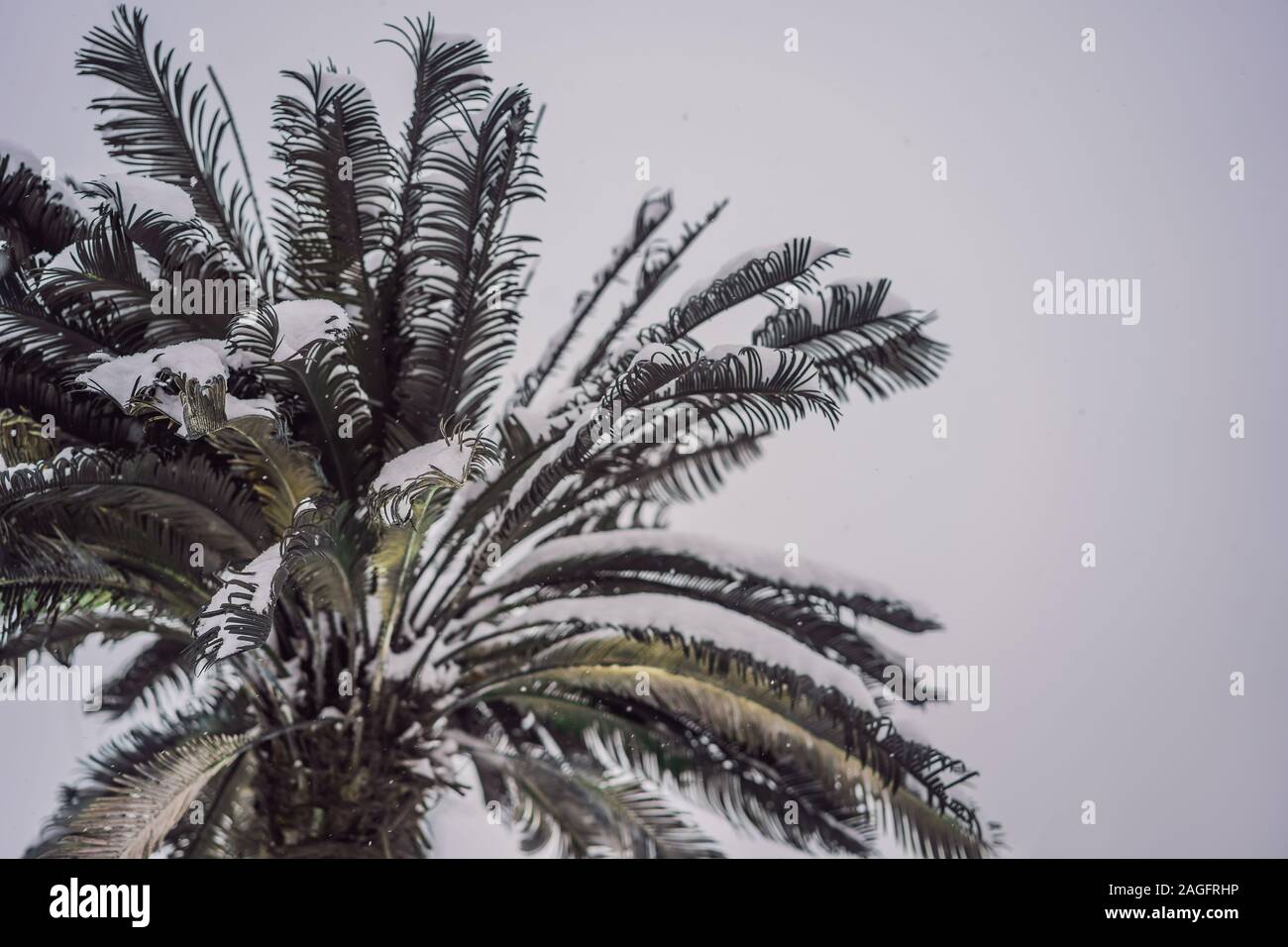 Hot tree, cold weather. Palm tree in the snow Stock Photo - Alamy