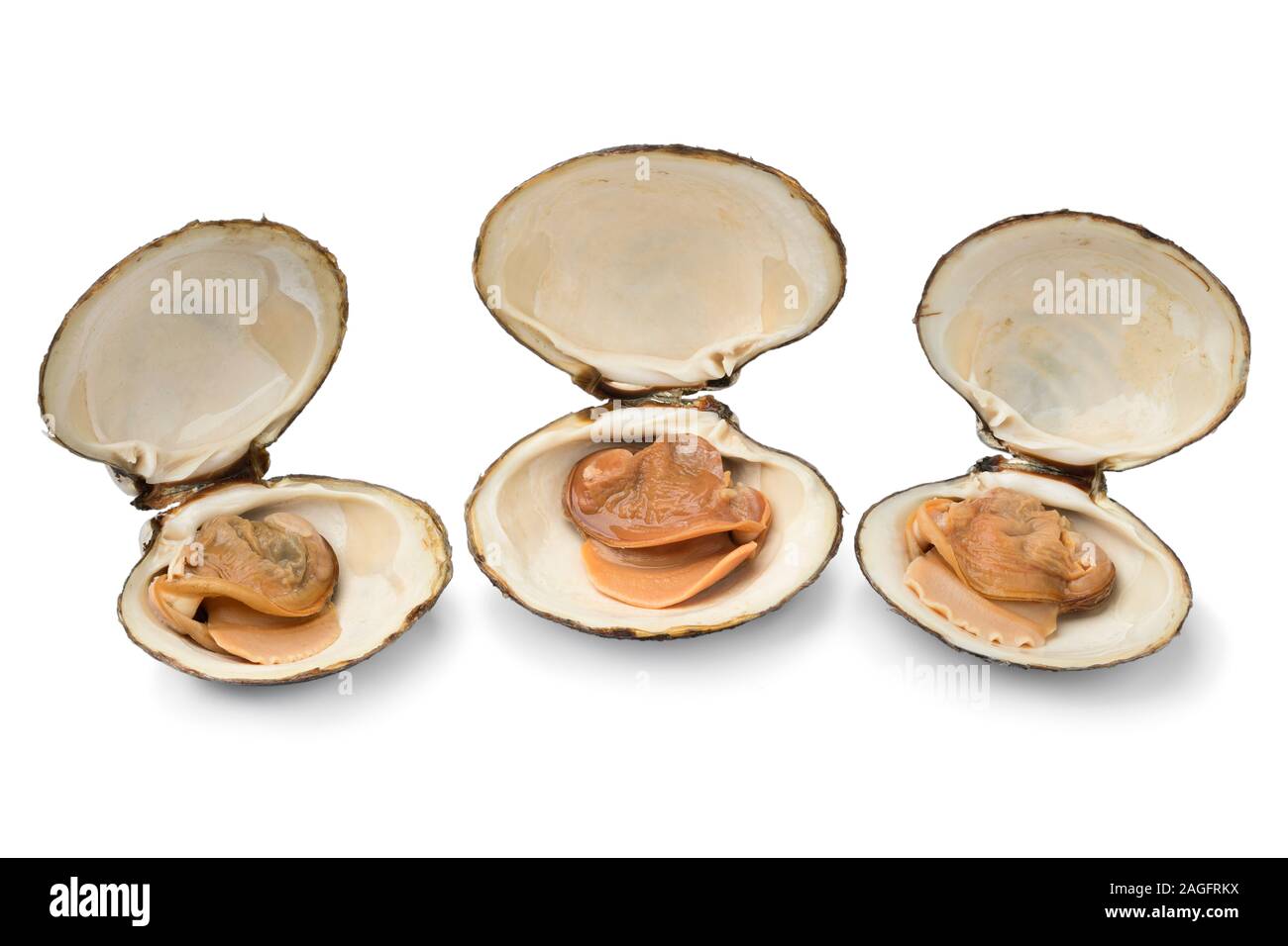 Three fresh cooked spisula solida or surf clam isolated on white ...