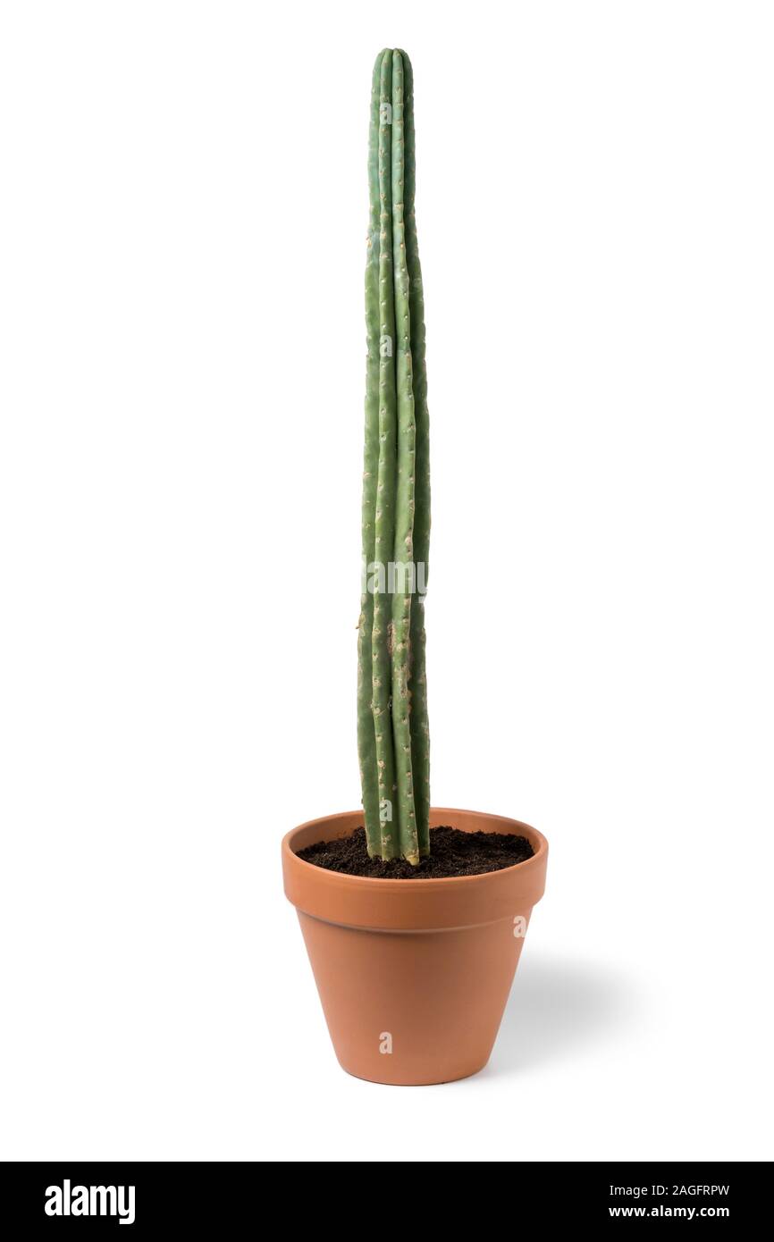 Long green San Pedro cactus in a plant pot isolated on white background ...