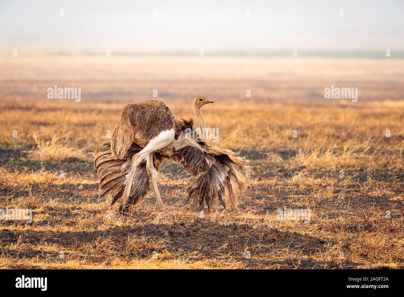 Ostrich Running From Lion