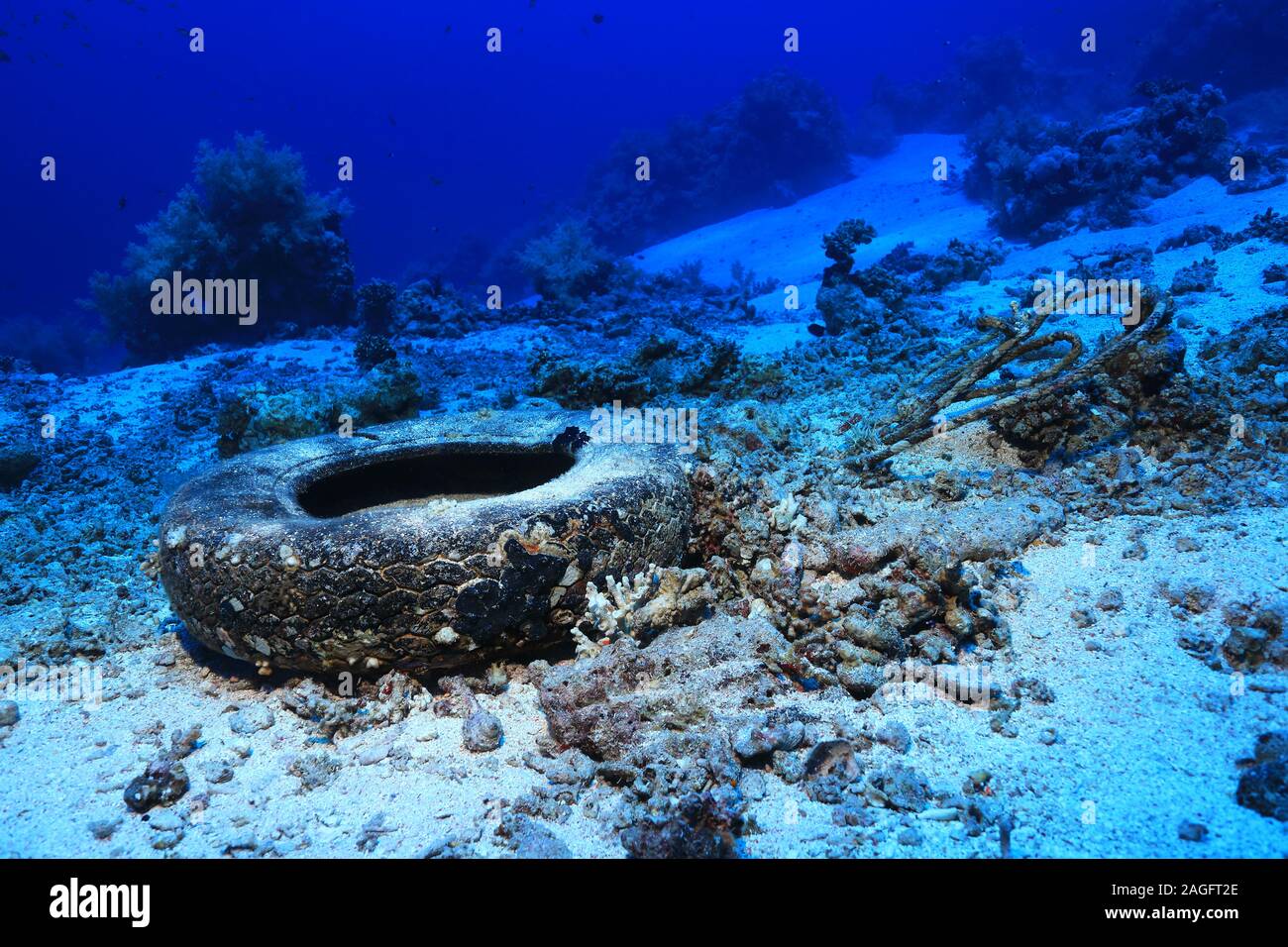 Marine pollution on corals underwater in the tropical coral reef of the ...