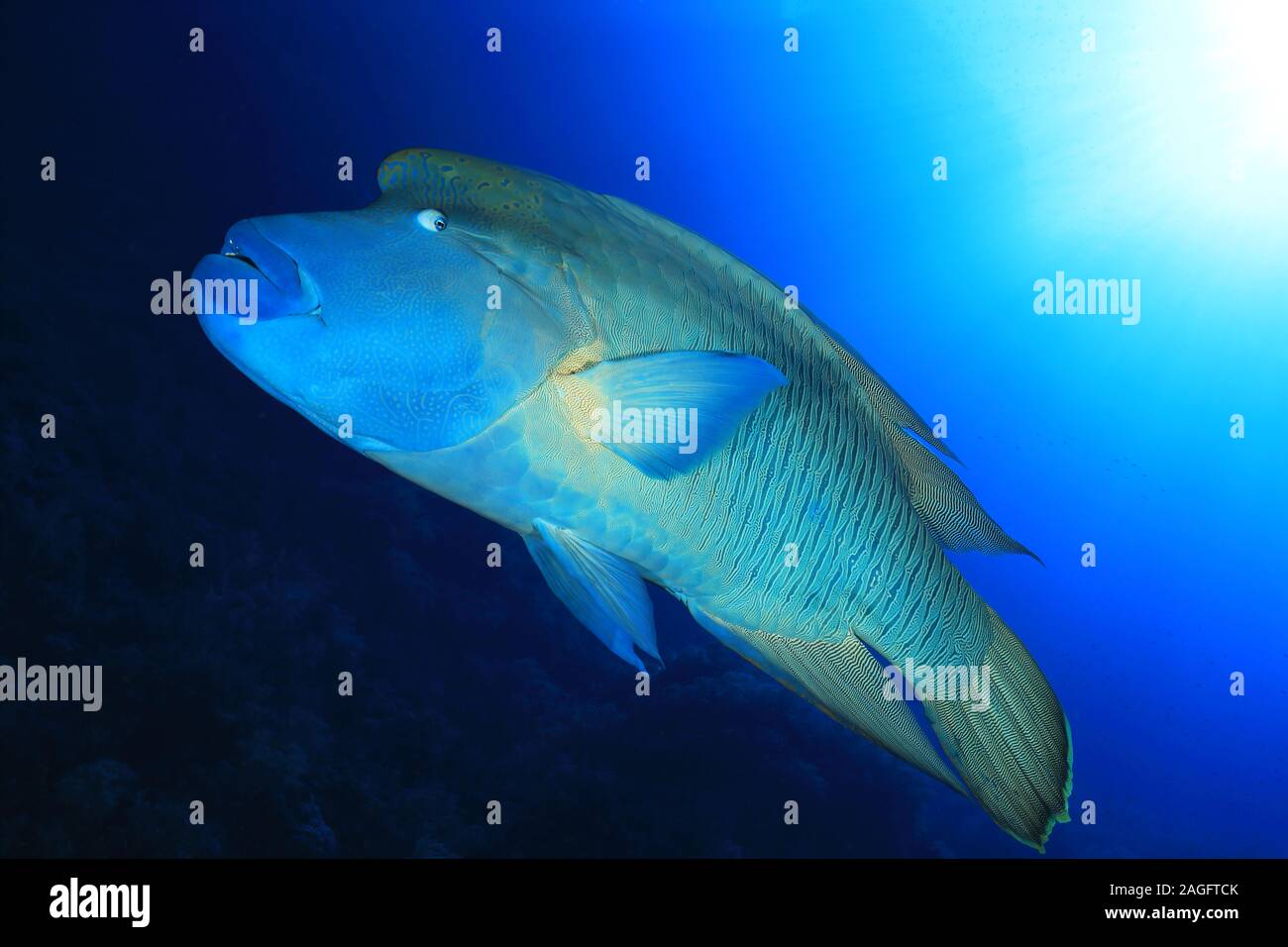 Humphead wrasse fish (Cheilinus undulatus) underwater in the tropical ...