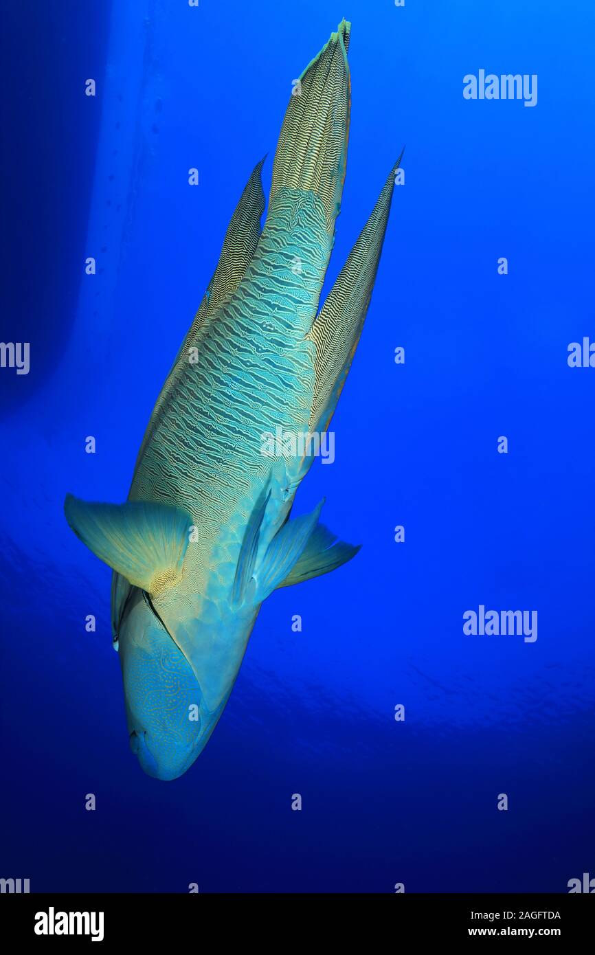 Humphead wrasse fish (Cheilinus undulatus) underwater in the tropical ...