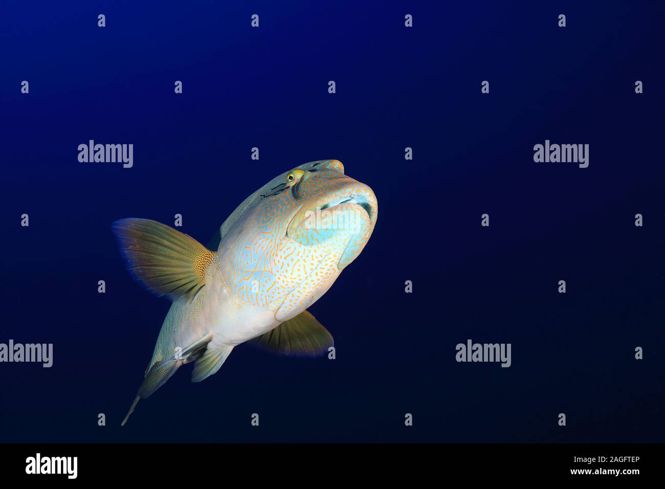 Humphead wrasse fish hi-res stock photography and images - Alamy