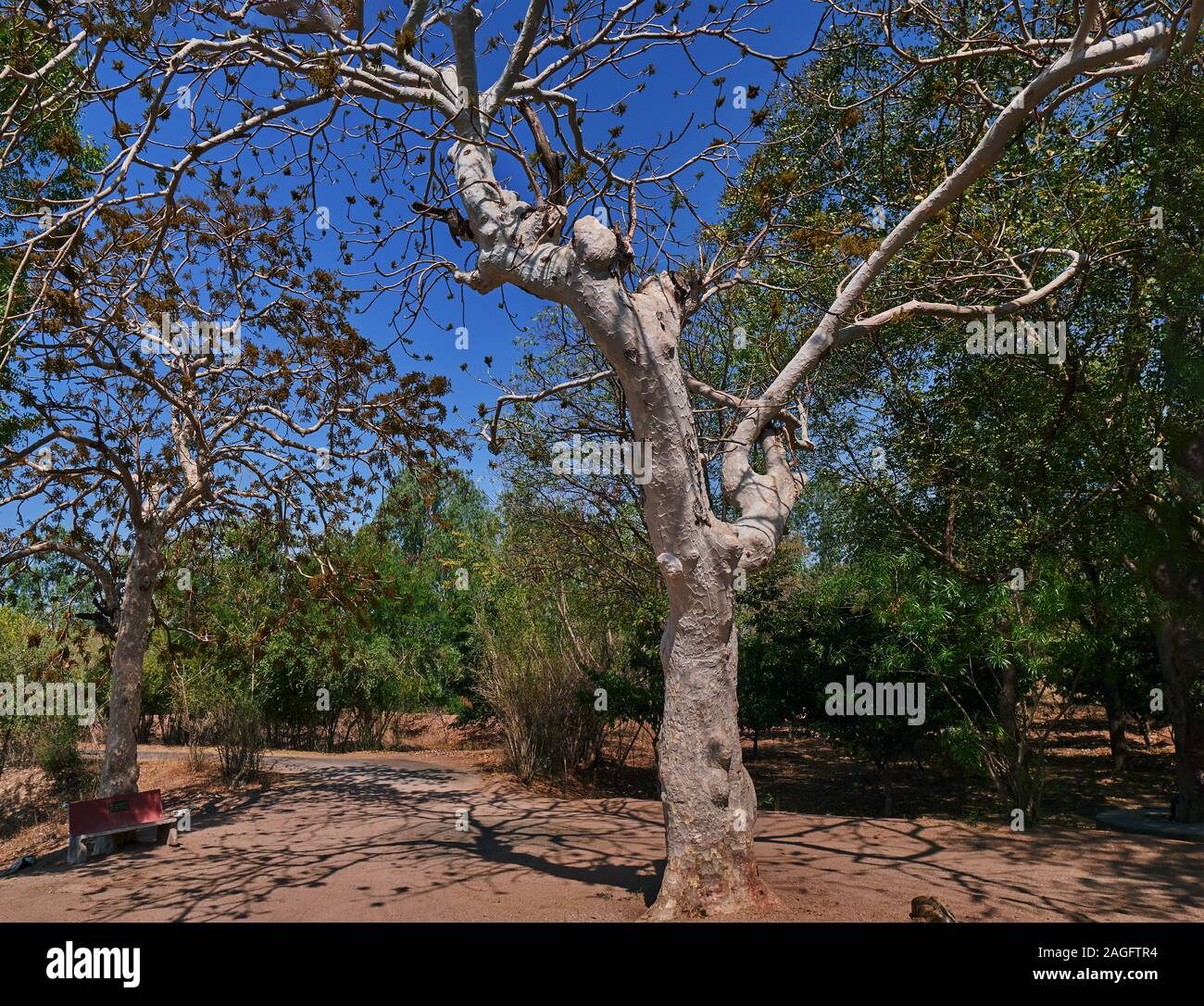 Ghost tree sterculia lady forest hi-res stock photography and images ...