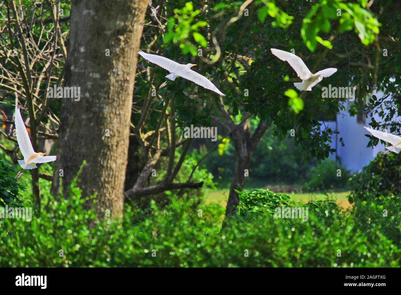 Flying in a line hi-res stock photography and images - Alamy