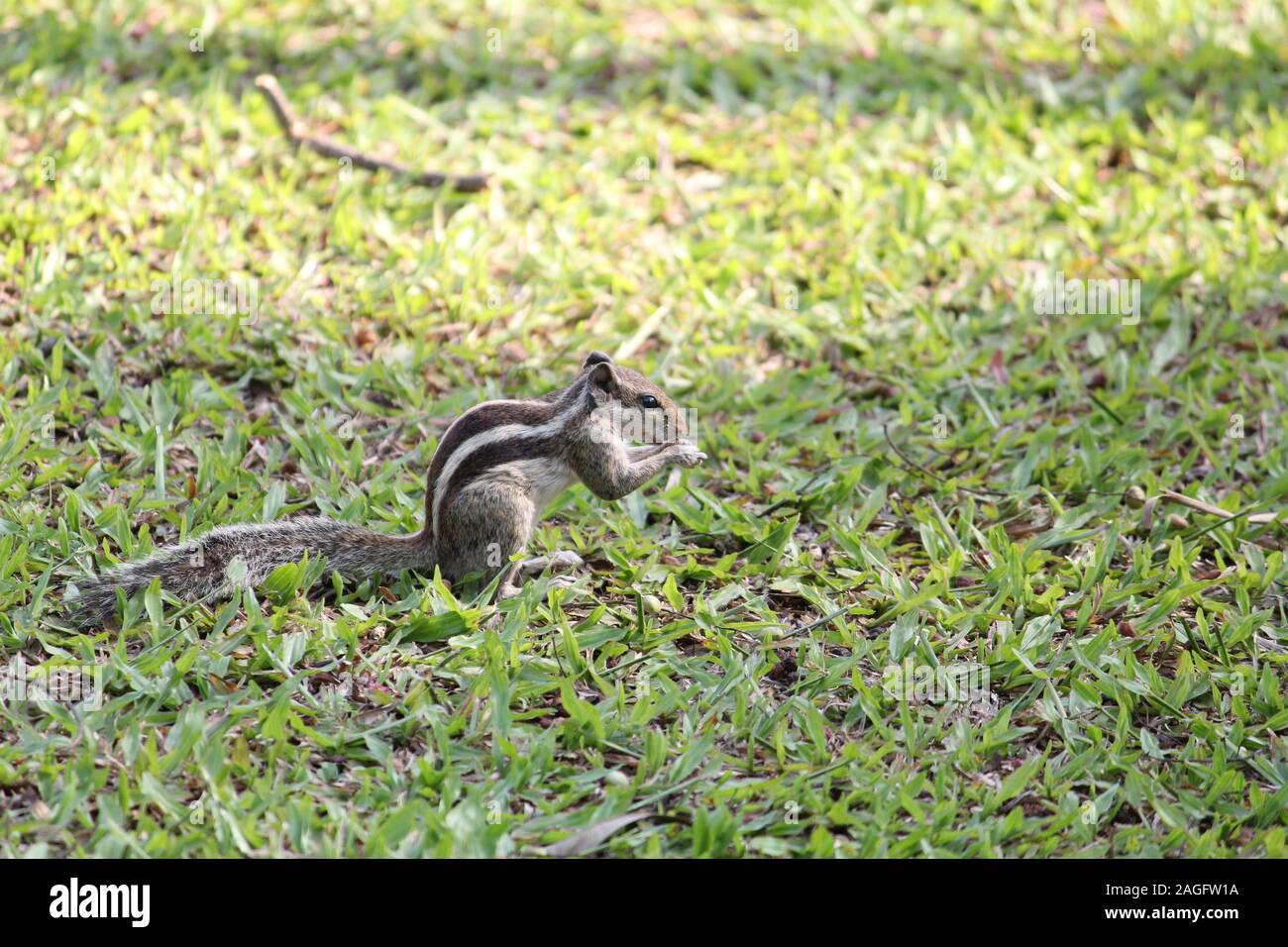 Tropical rodent hi-res stock photography and images - Alamy