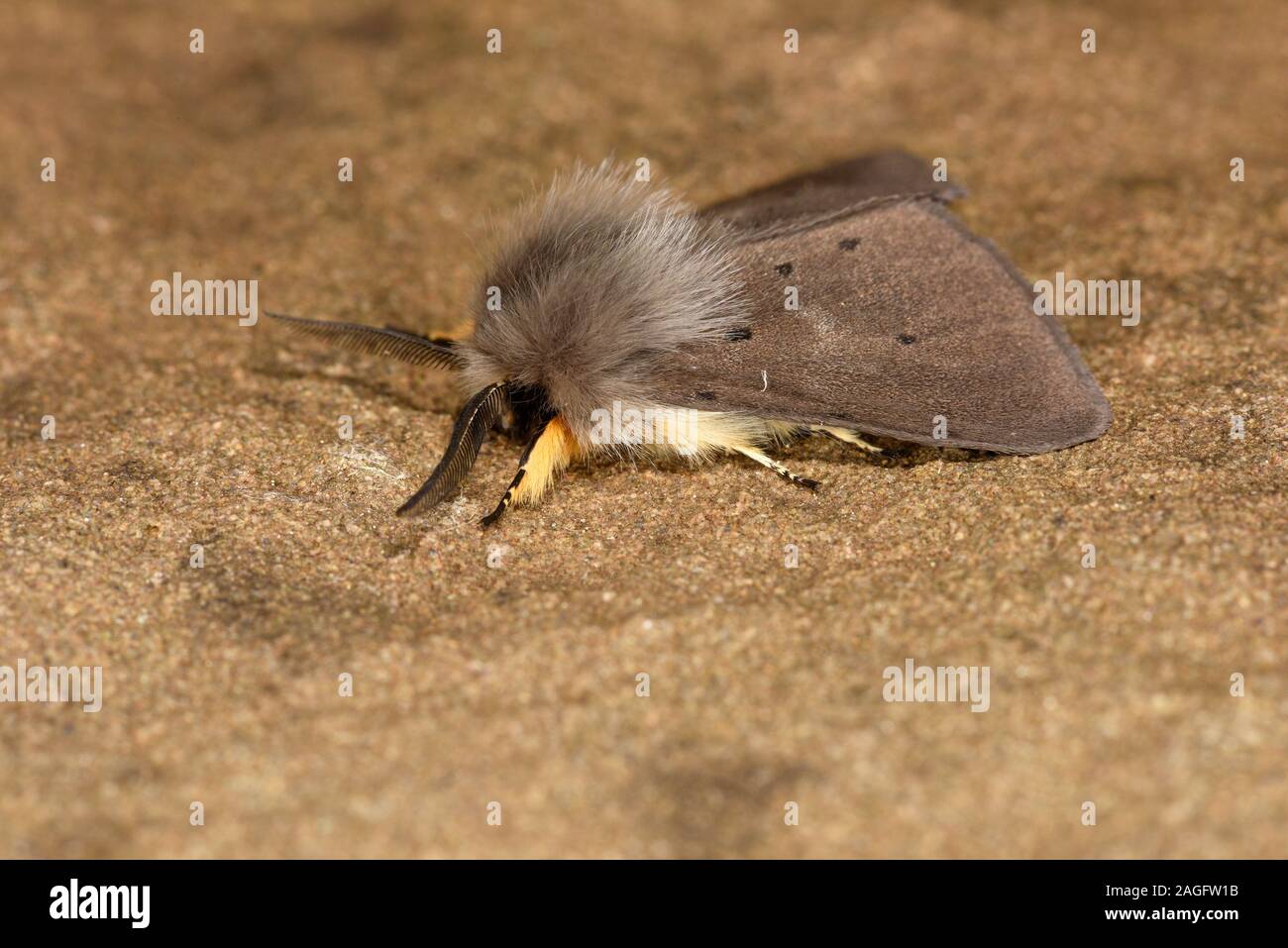 Muslin Moth (Diaphora mendica) male resting on stone, Wales, May Stock ...