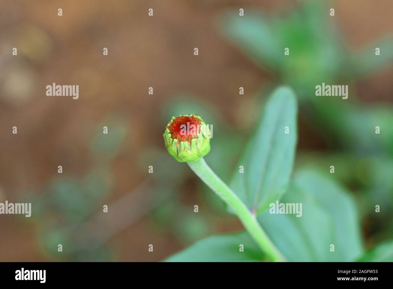 bud of a marigold flower Stock Photo - Alamy