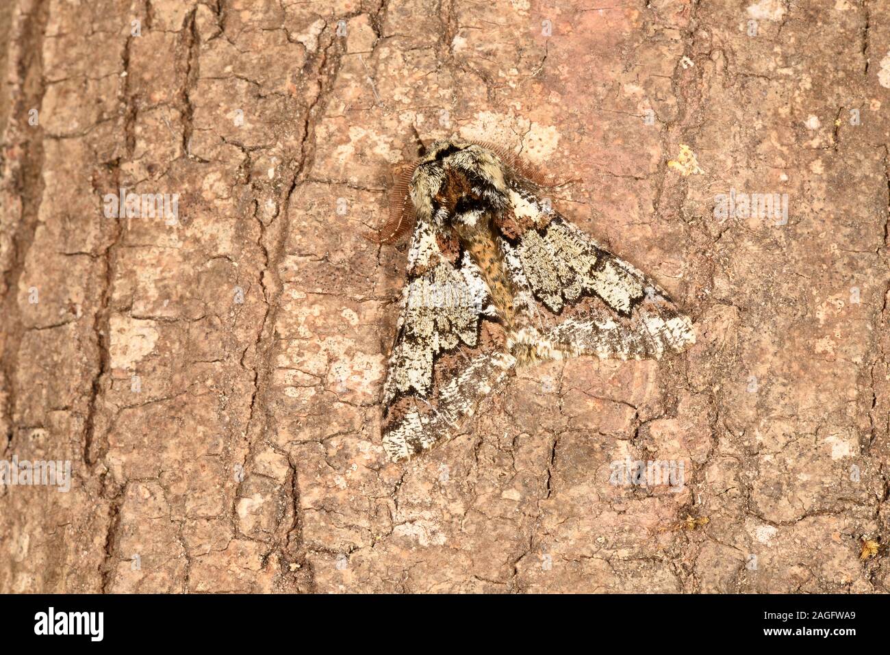 Oak beauty moth hi-res stock photography and images - Alamy