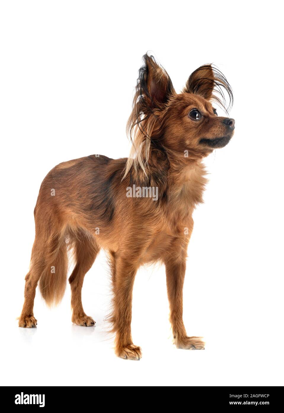 Russkiy hi-res stock photography and images - Alamy