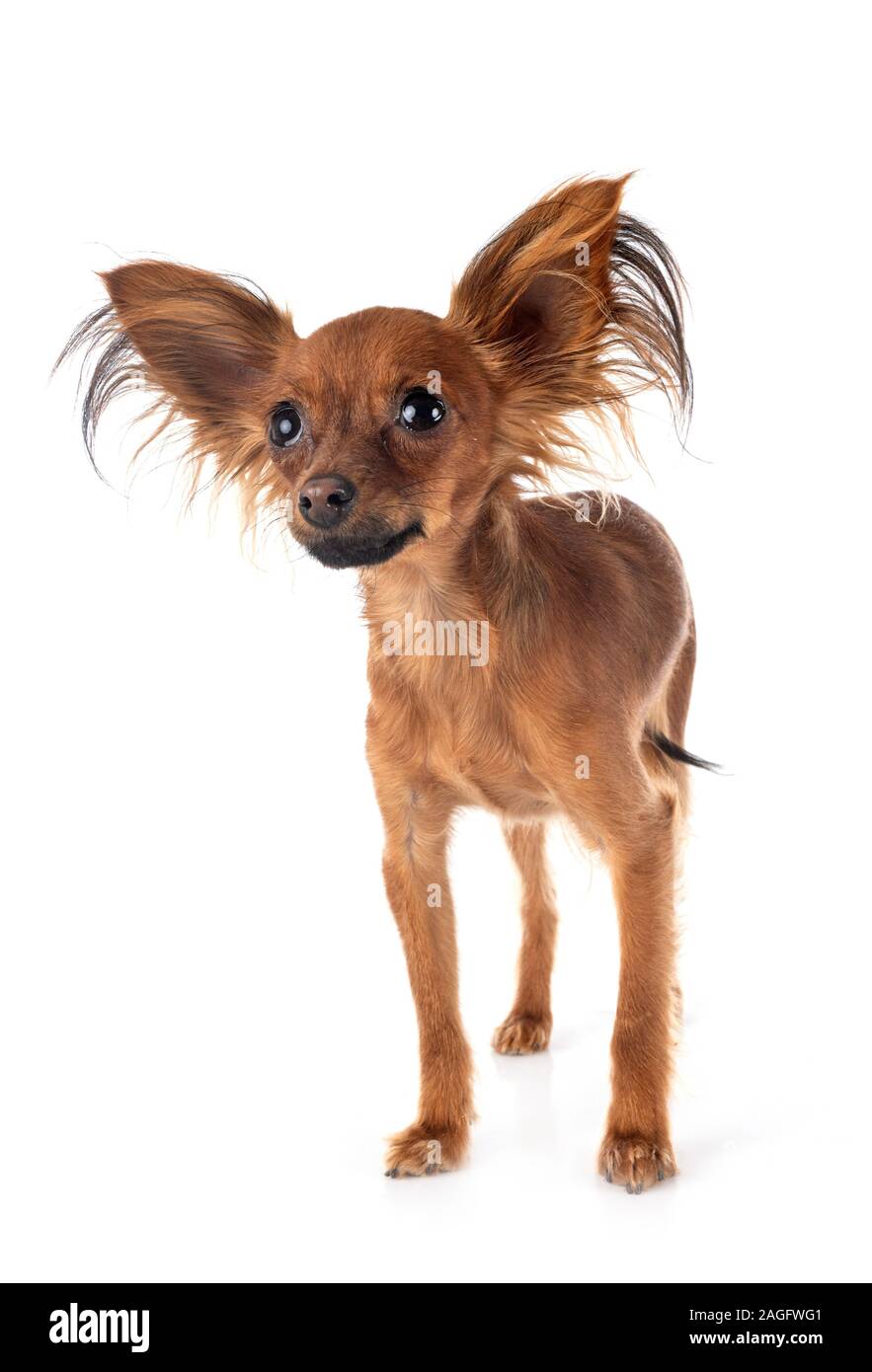 Russkiy hi-res stock photography and images - Alamy