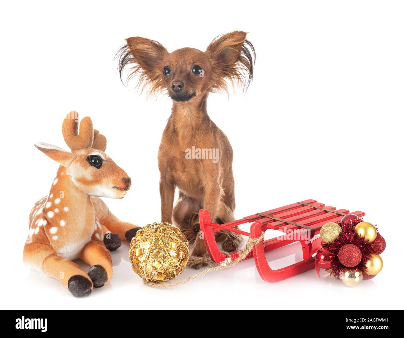 Russkiy Toy in front of white background Stock Photo - Alamy