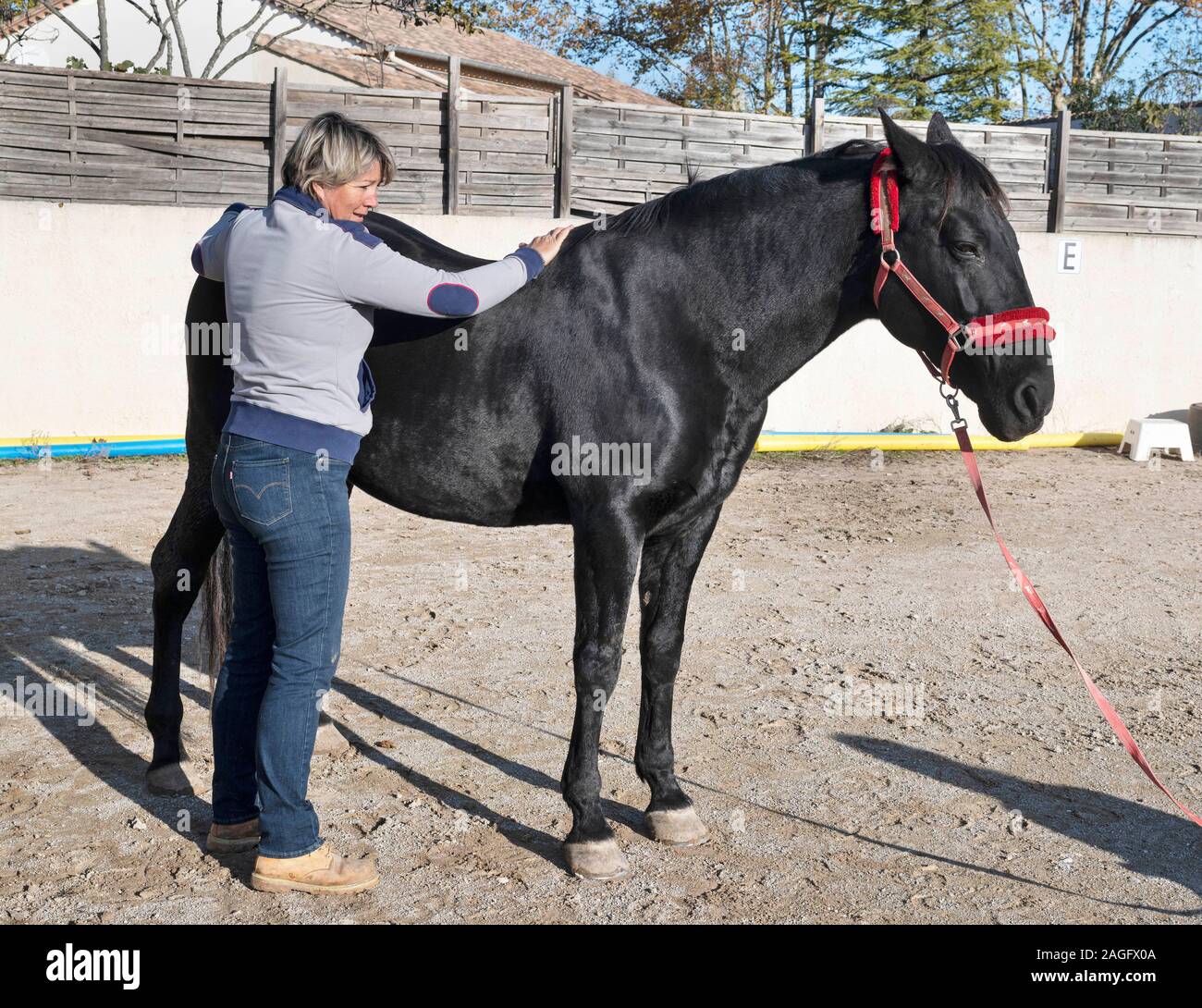 osteopath and horse for an alternative medicine Stock Photo - Alamy