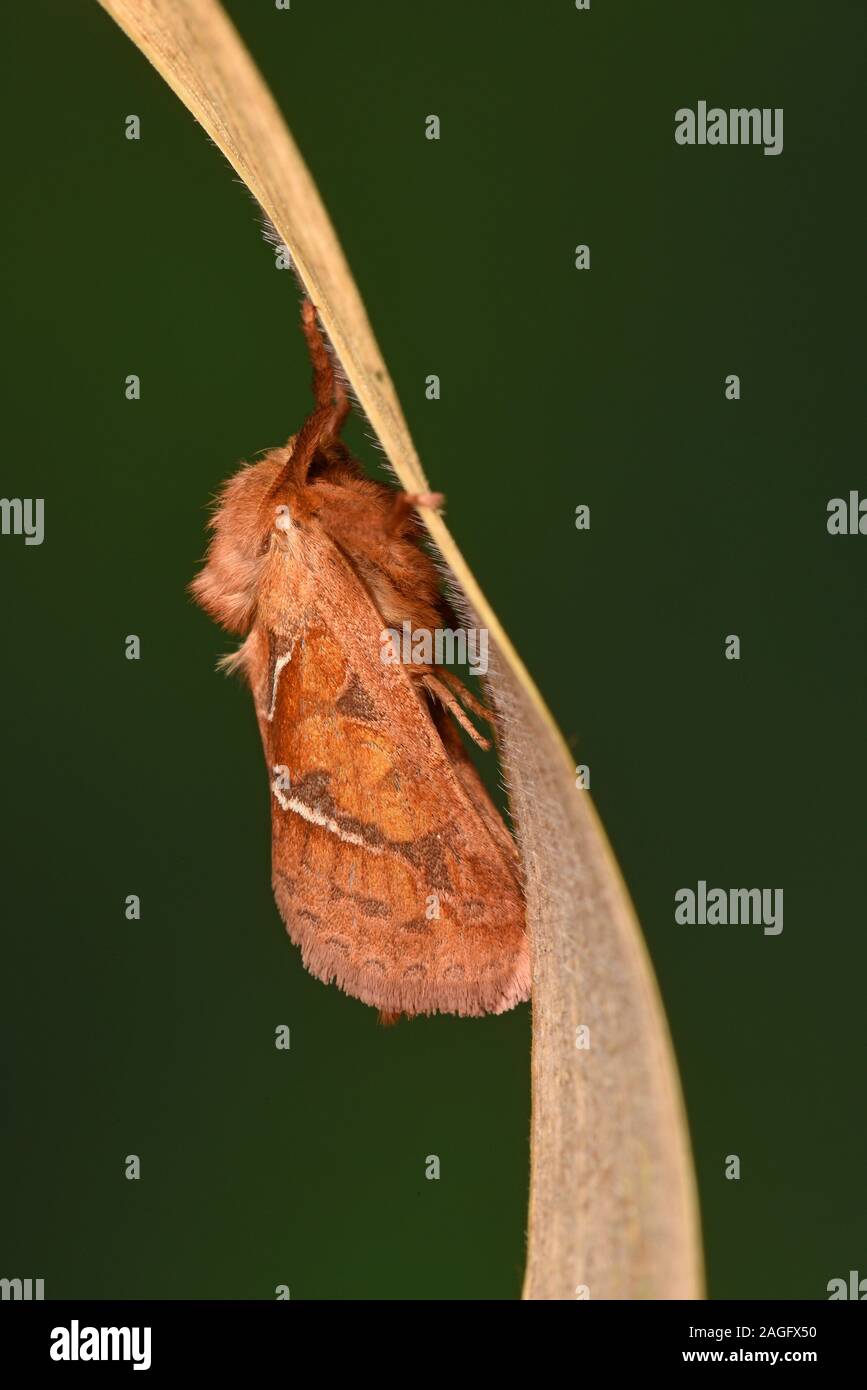 Orange Swift Moth (Hepialus sylvina) male resting on blade of grass ...