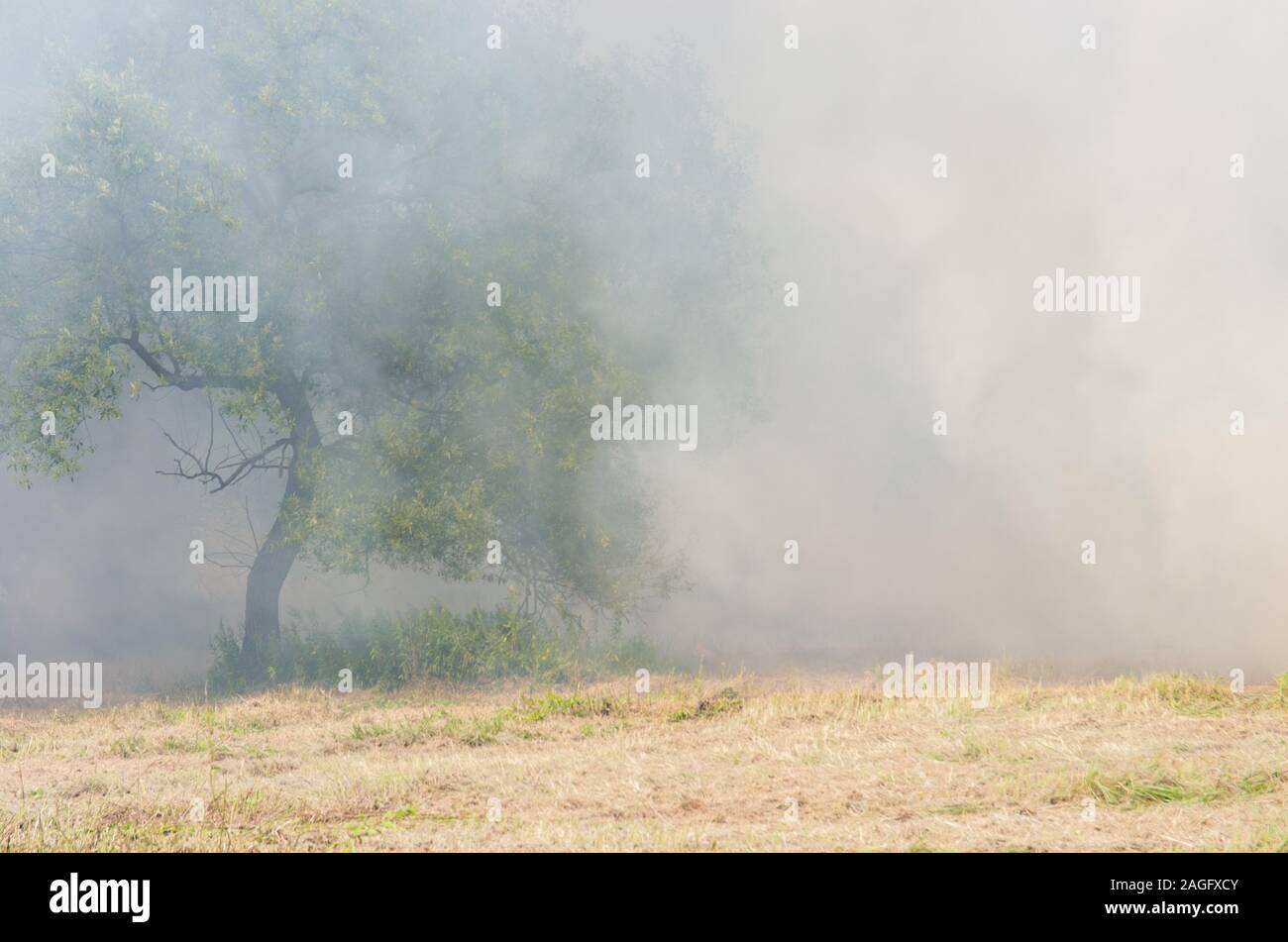 Burning meadow, fire, smoke Stock Photo - Alamy