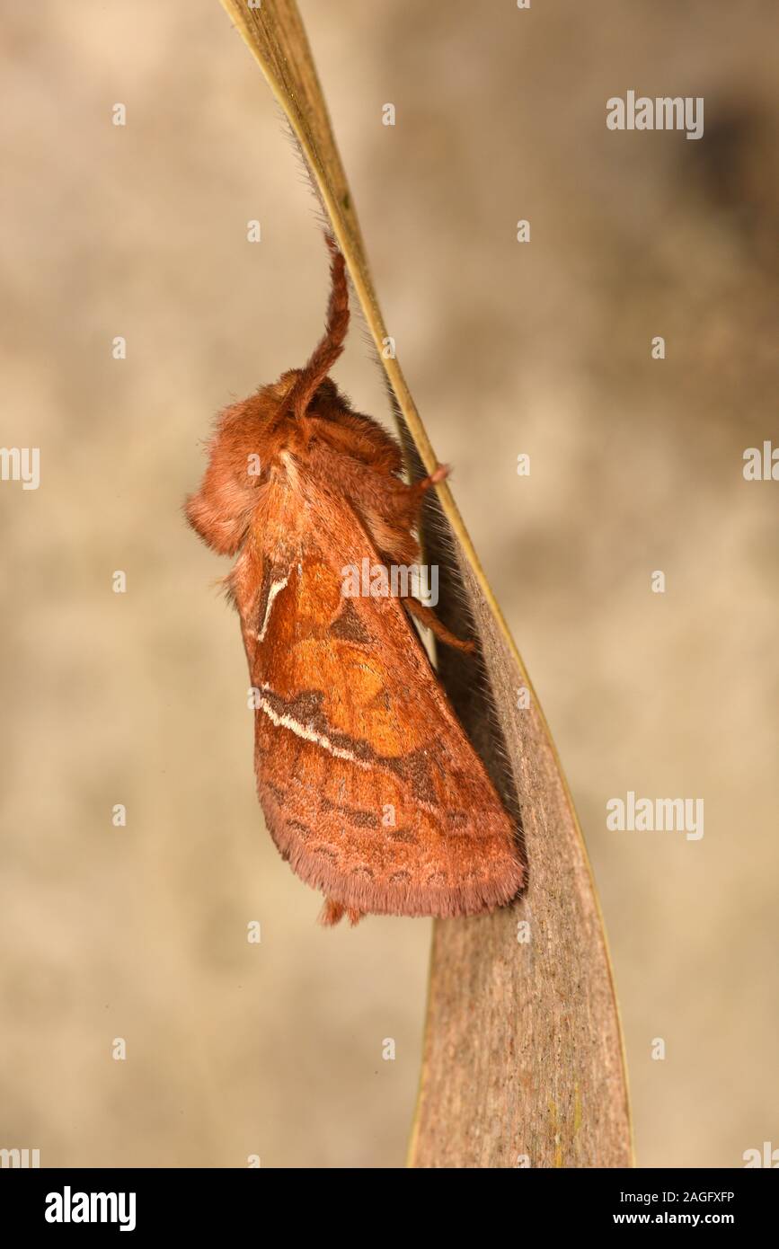 Orange Swift Moth (Hepialus sylvina) male resting on blade of grass ...