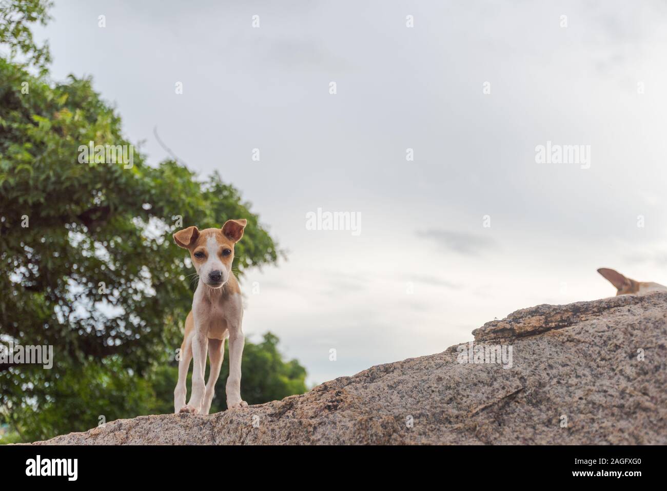 Stray young dog hi-res stock photography and images - Alamy