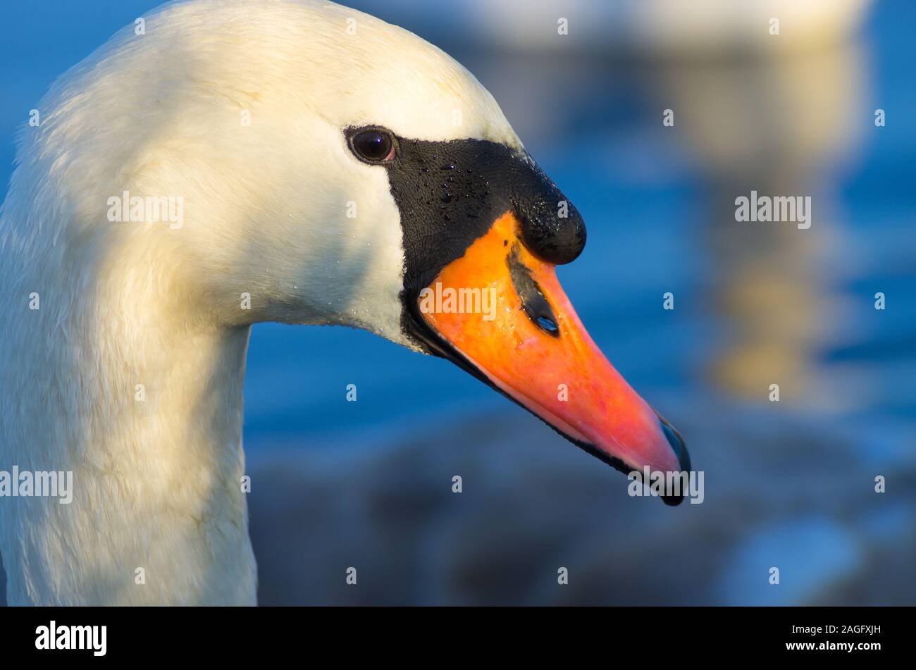 Water drops and portrait hi-res stock photography and images - Alamy