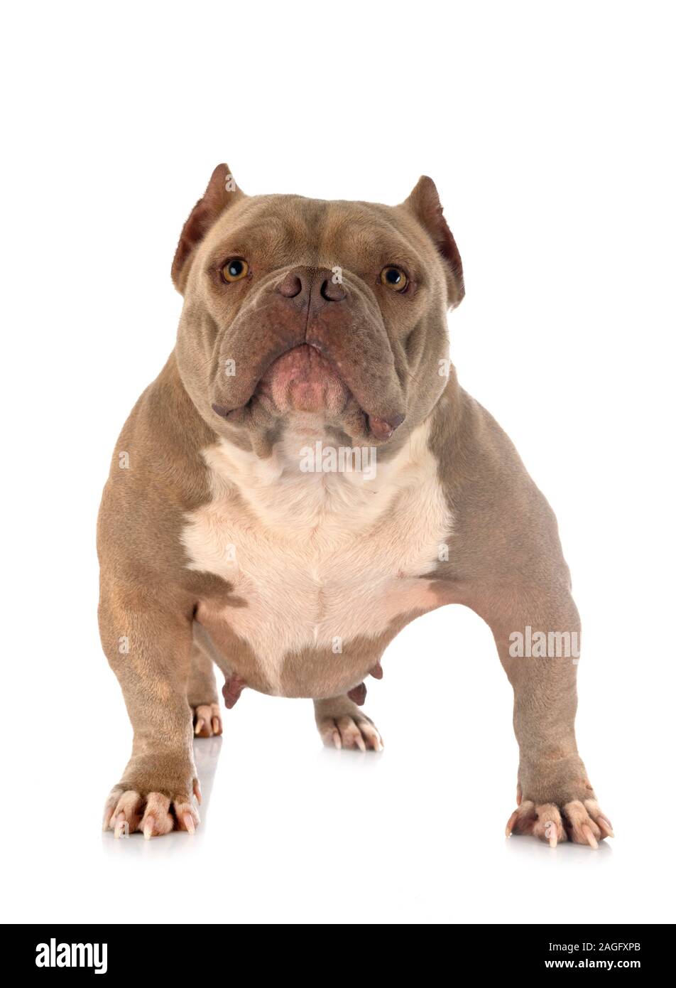 american bully in front of white background Stock Photo - Alamy