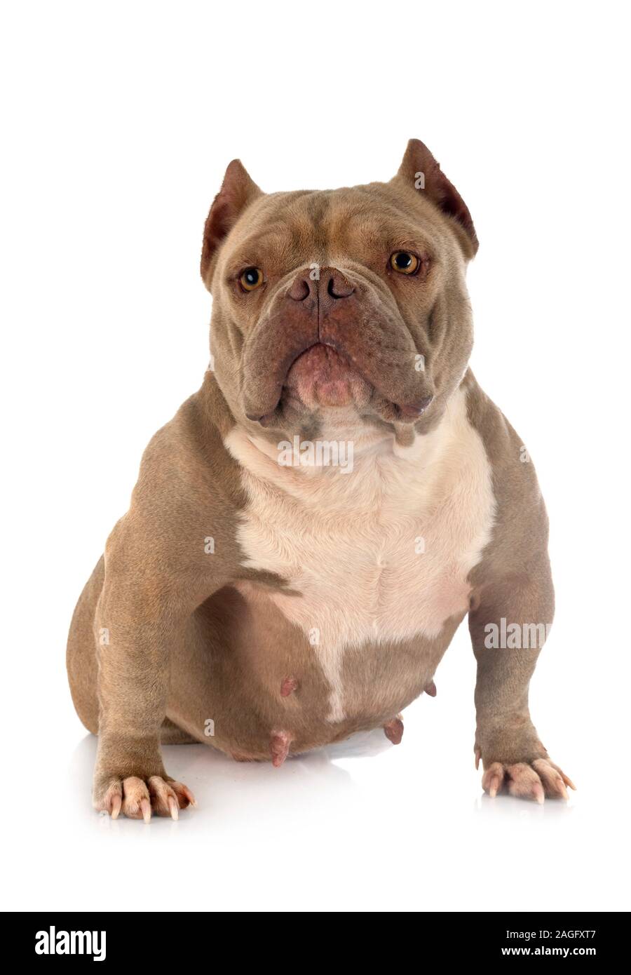 american bully in front of white background Stock Photo - Alamy