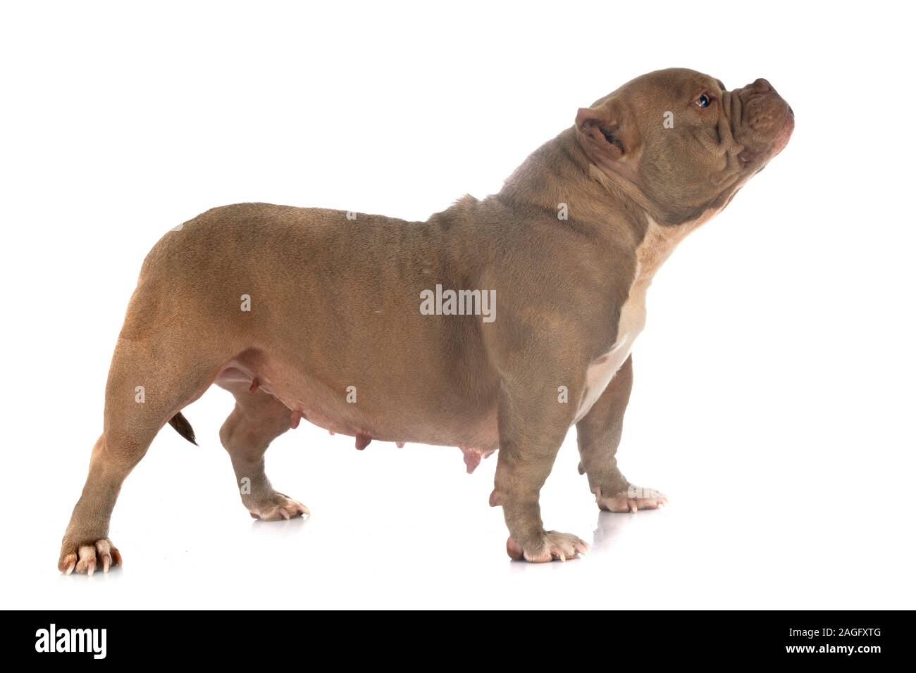 american bully in front of white background Stock Photo - Alamy