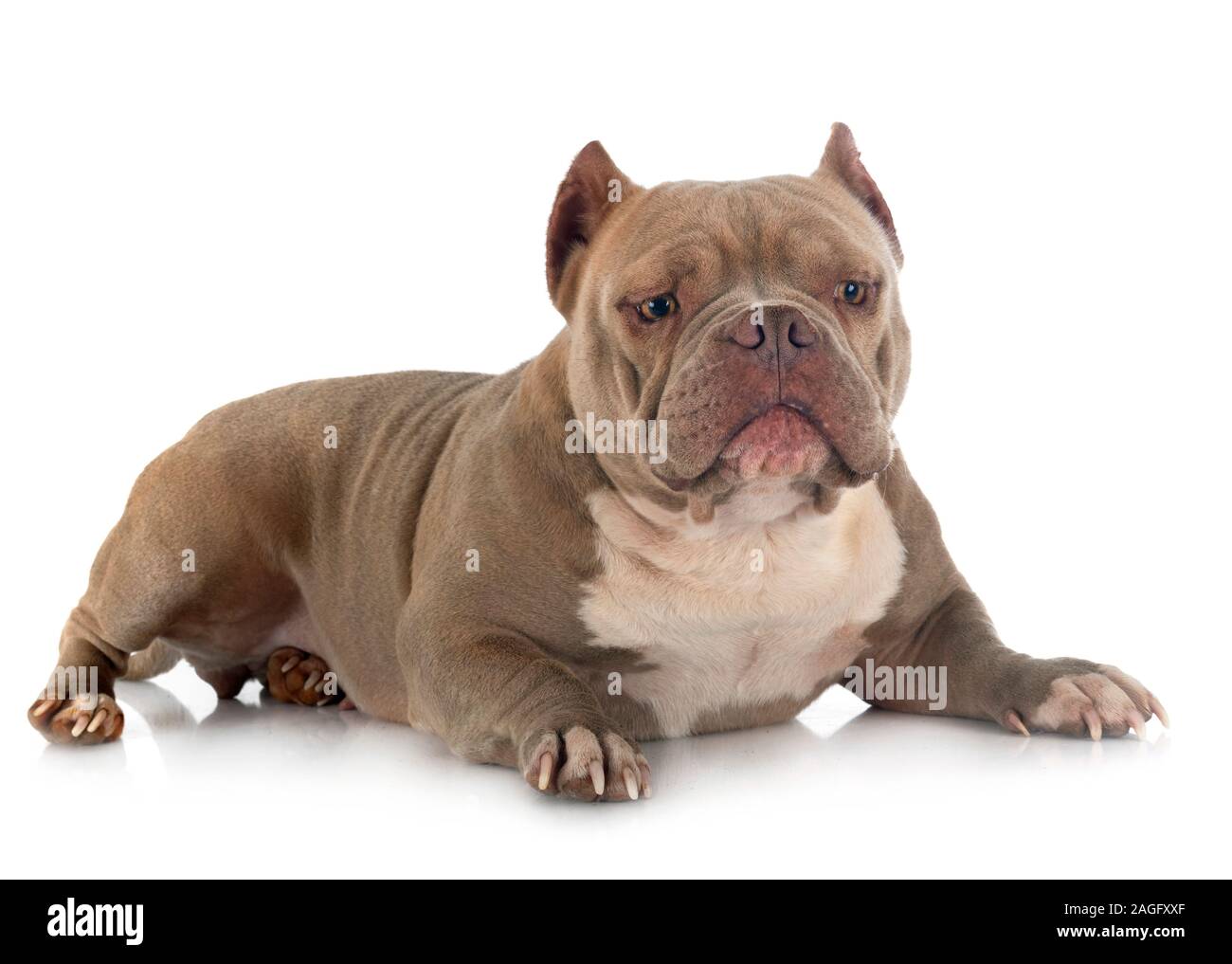 american bully in front of white background Stock Photo - Alamy