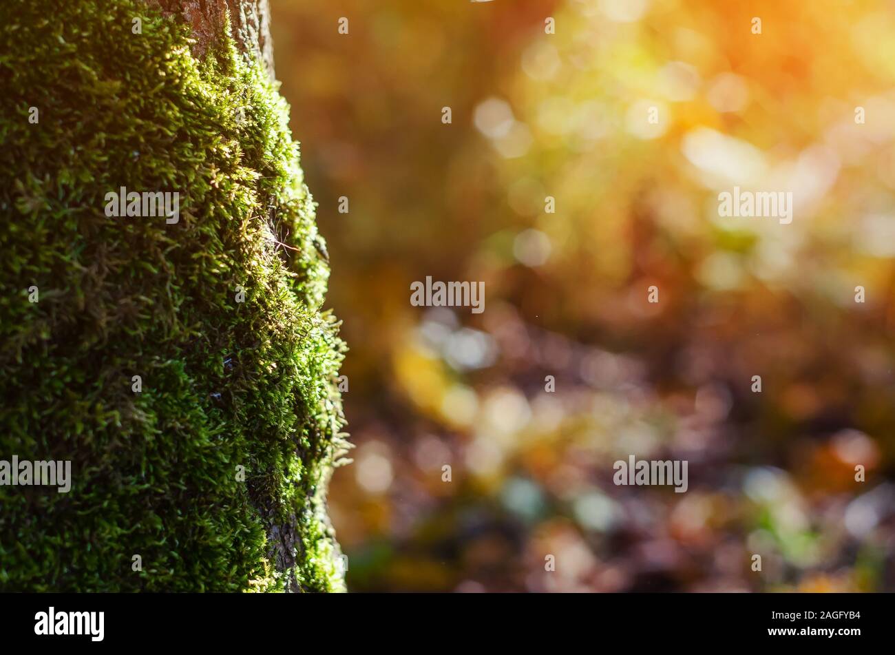 Green moss on a tree in the forest, close-up, evening sun Stock Photo ...