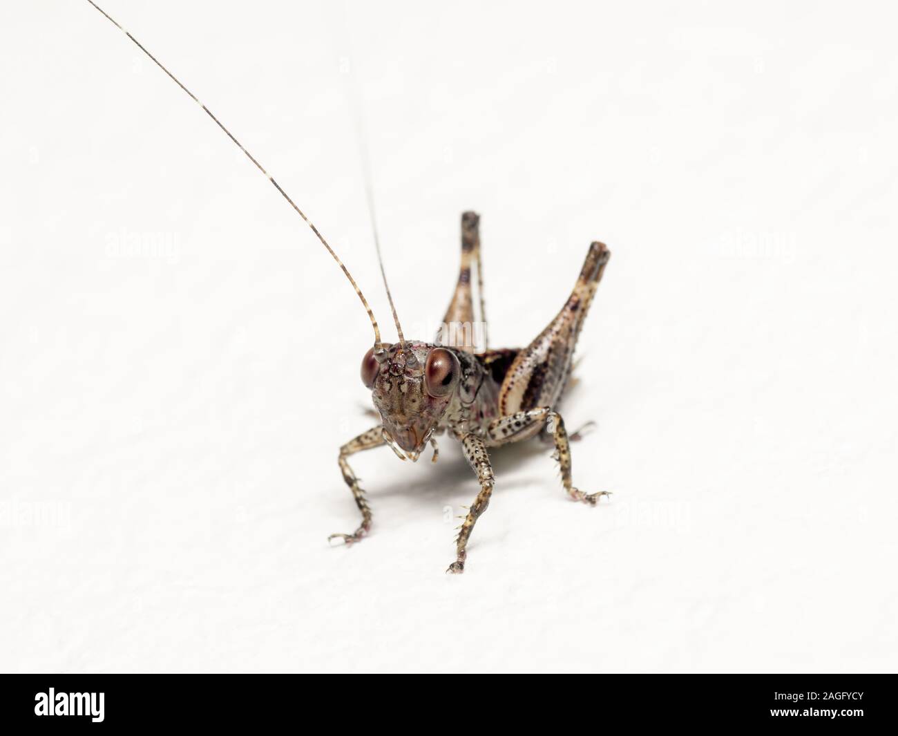 Macro Photography of Cricket Isolated on White Background Stock Photo ...