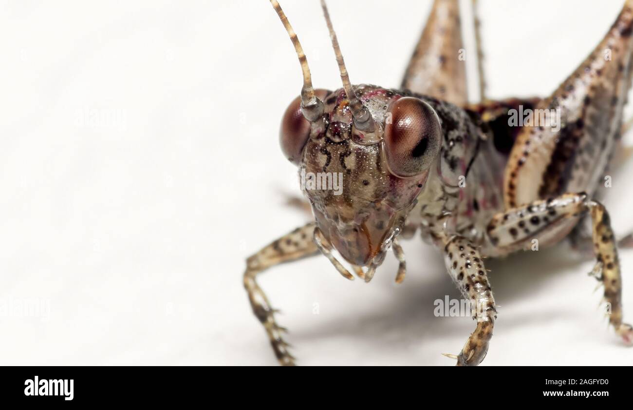 Macro Photography of Cricket Isolated on White Background with Copy ...