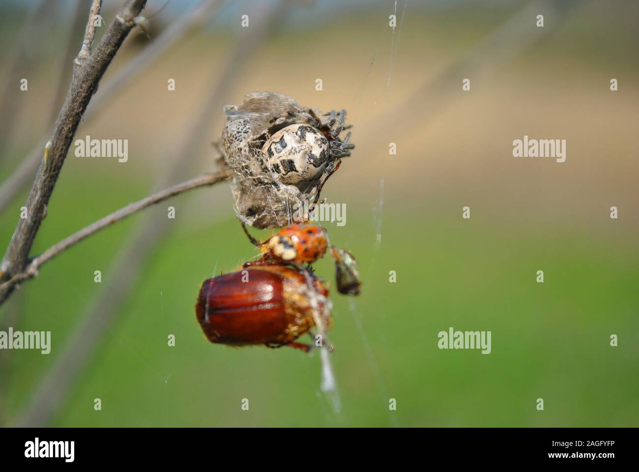 Ladybug and spider web hi-res stock photography and images - Alamy