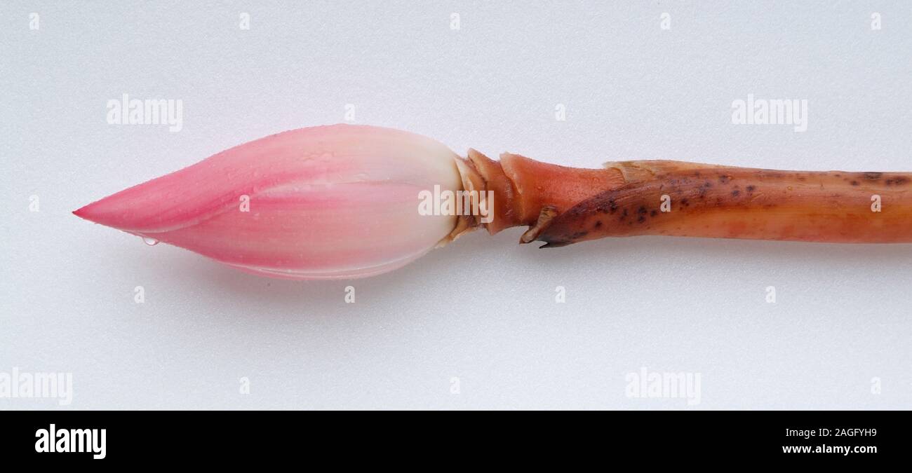 Ginger flower or Torch Ginger Bud on background new Stock Photo - Alamy