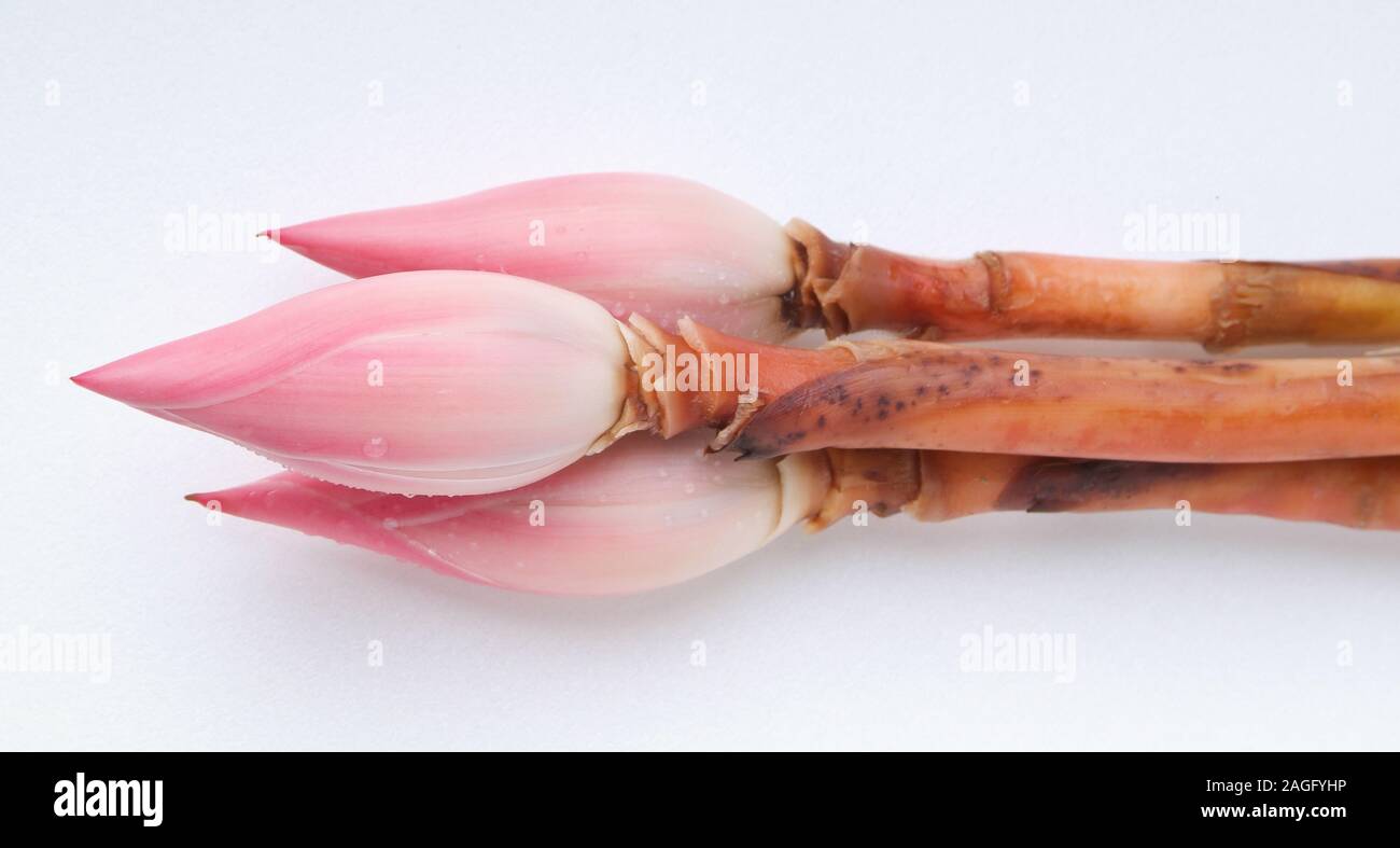 Ginger new growth hi-res stock photography and images - Alamy
