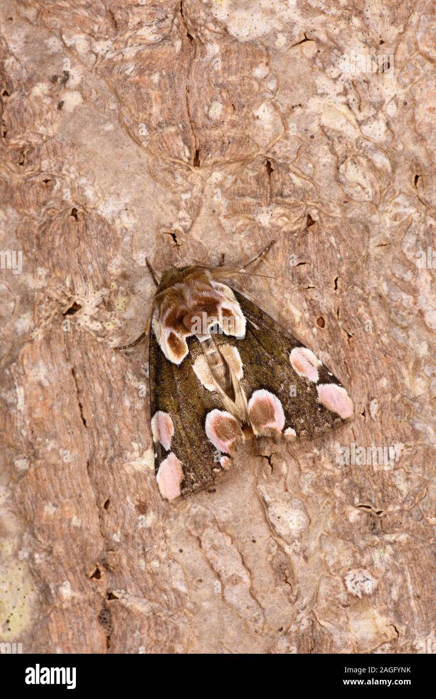 Peach moth hi-res stock photography and images - Alamy