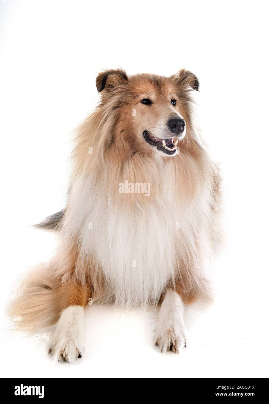 Rough Collie in front of white background Stock Photo - Alamy