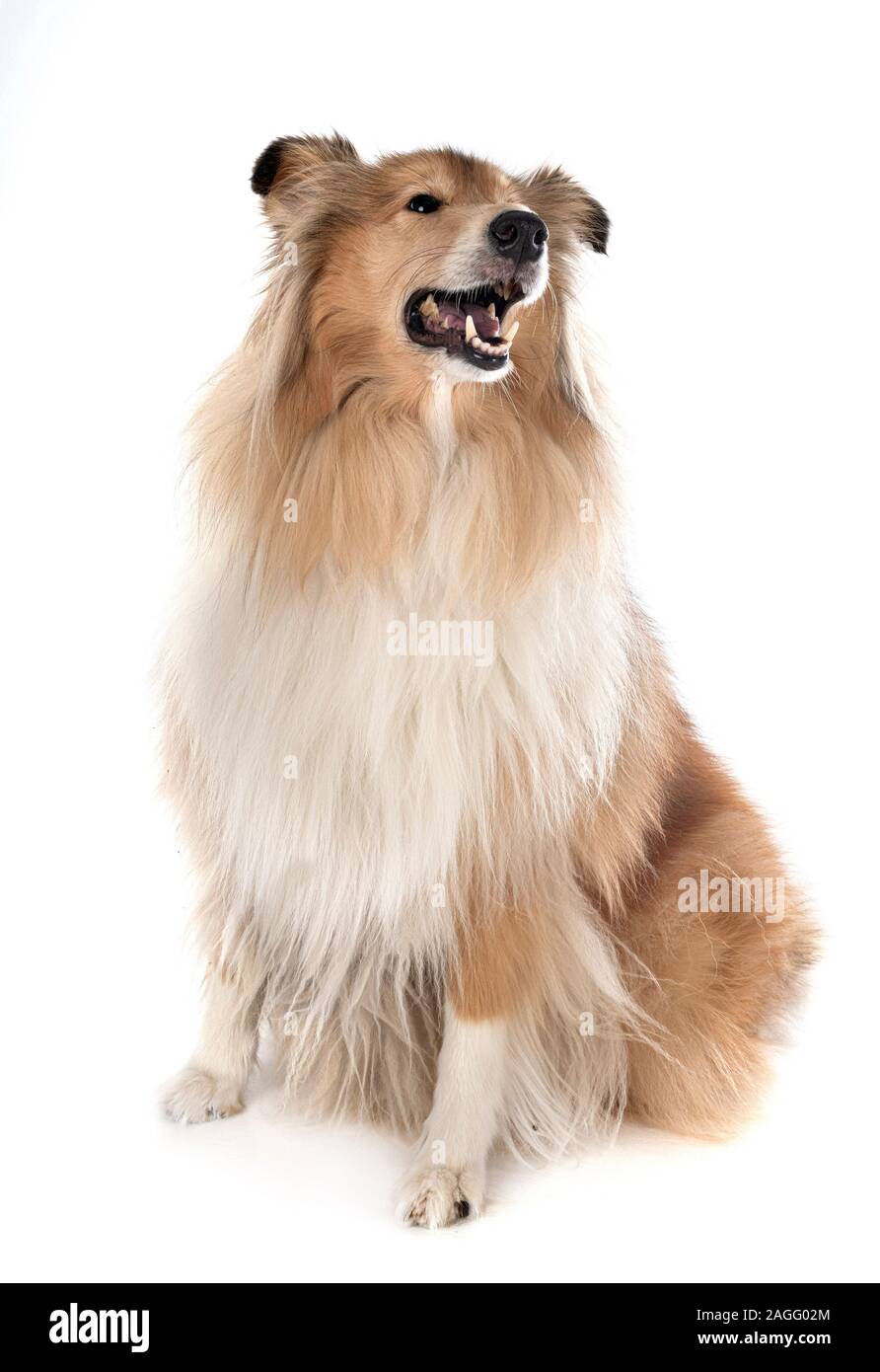 Rough Collie in front of white background Stock Photo - Alamy