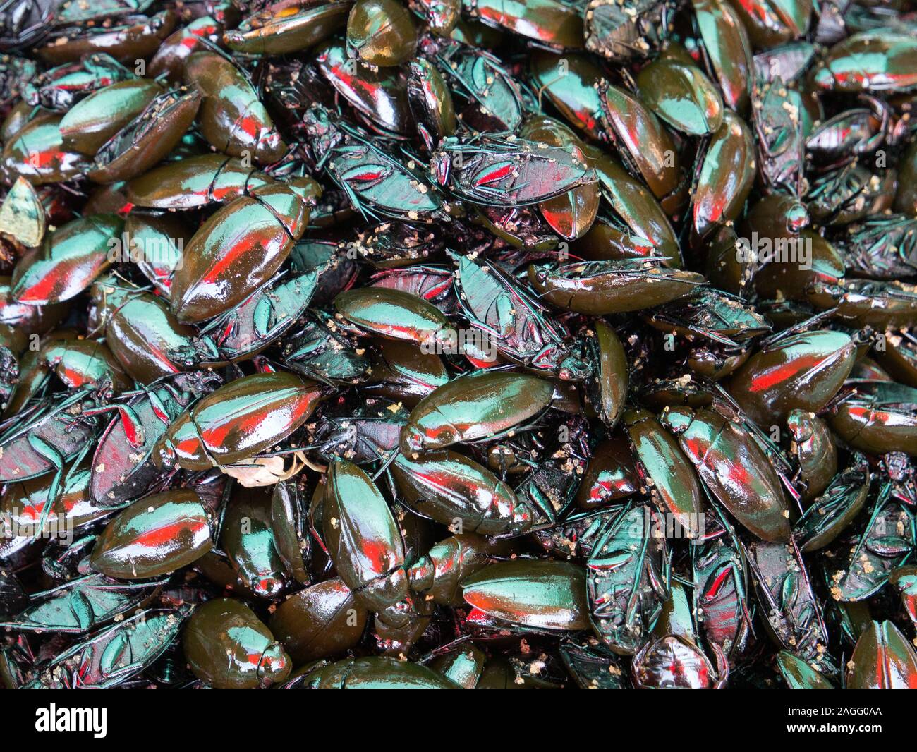 Deep fried beetles for sale at stall in the market at Skun in Kampong ...