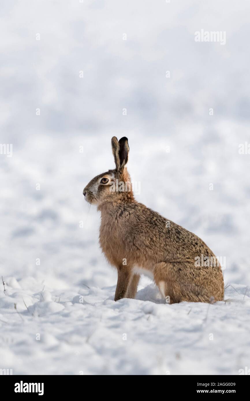 Side view portrait brown hare hi-res stock photography and images - Alamy