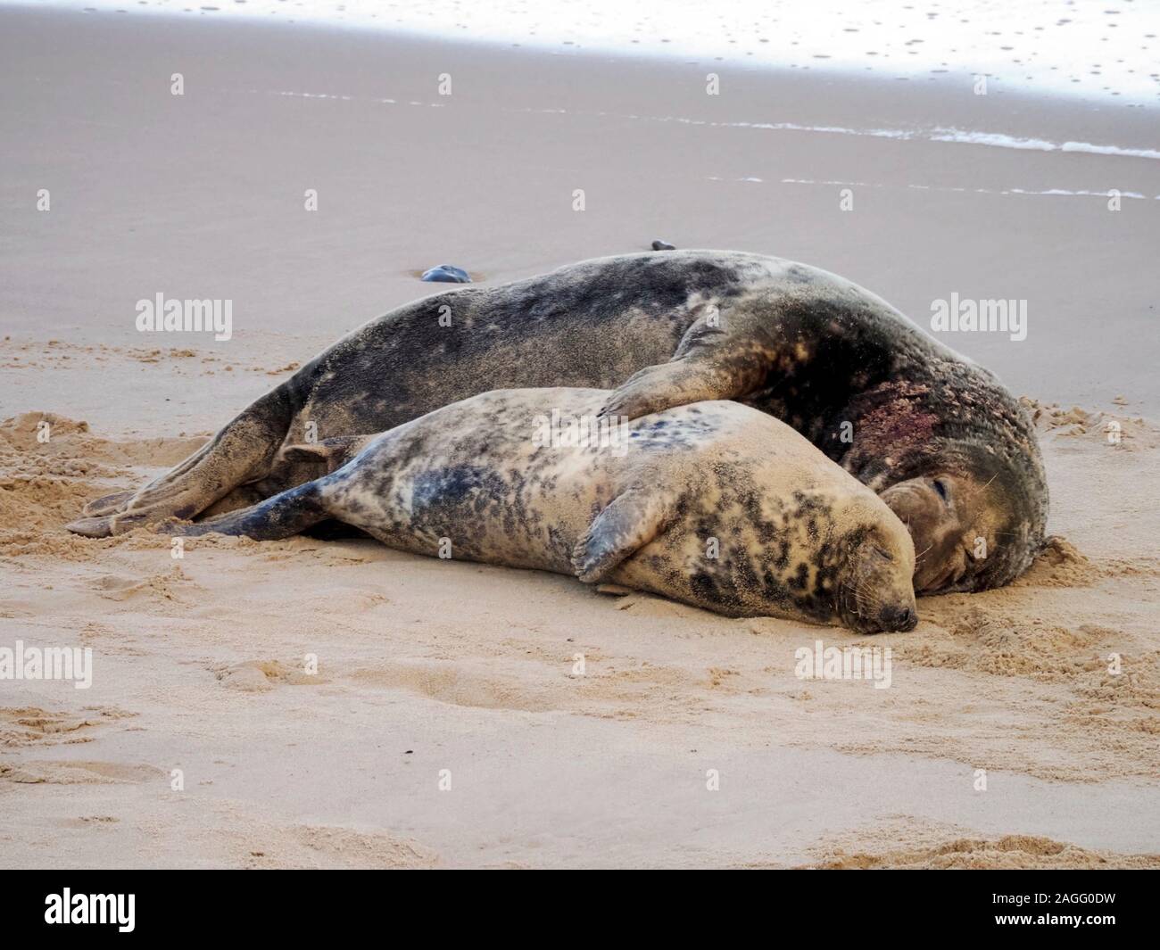 Bull mating hi-res stock photography and images - Alamy