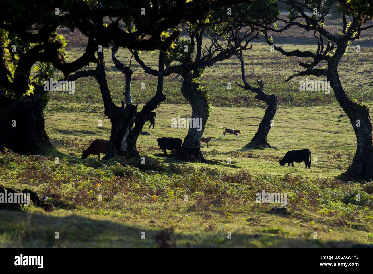 Calf playing under Laurel trees in Fanal, Madeira Stock Photo - Alamy
