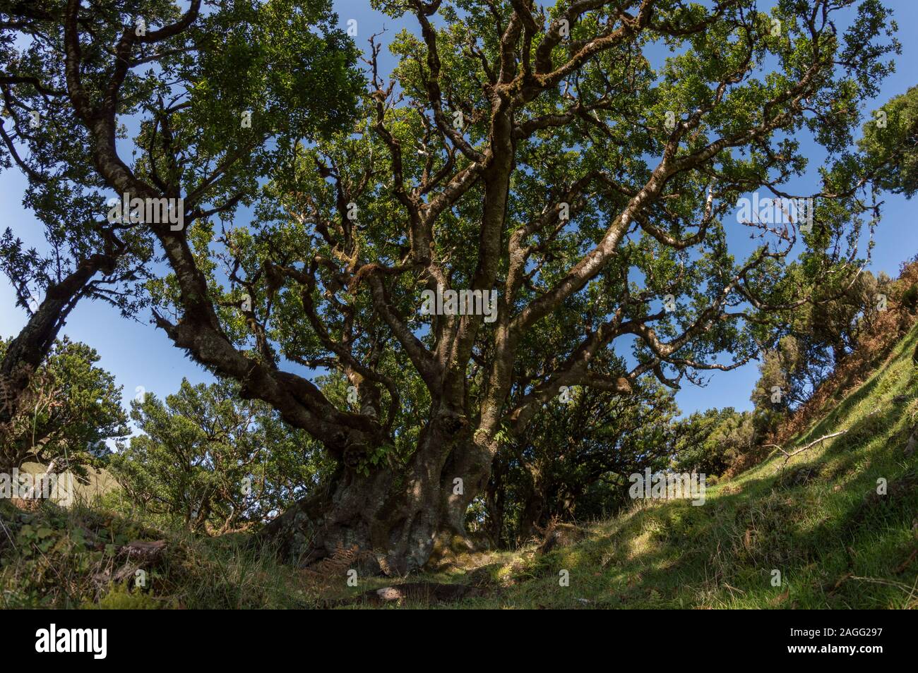 Ancient laurel tree hi-res stock photography and images - Alamy