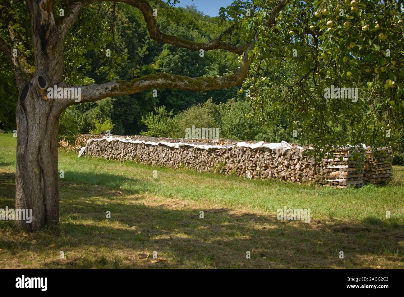 Logs of wood in meadow with apple trees for drying in the neighborhood ...