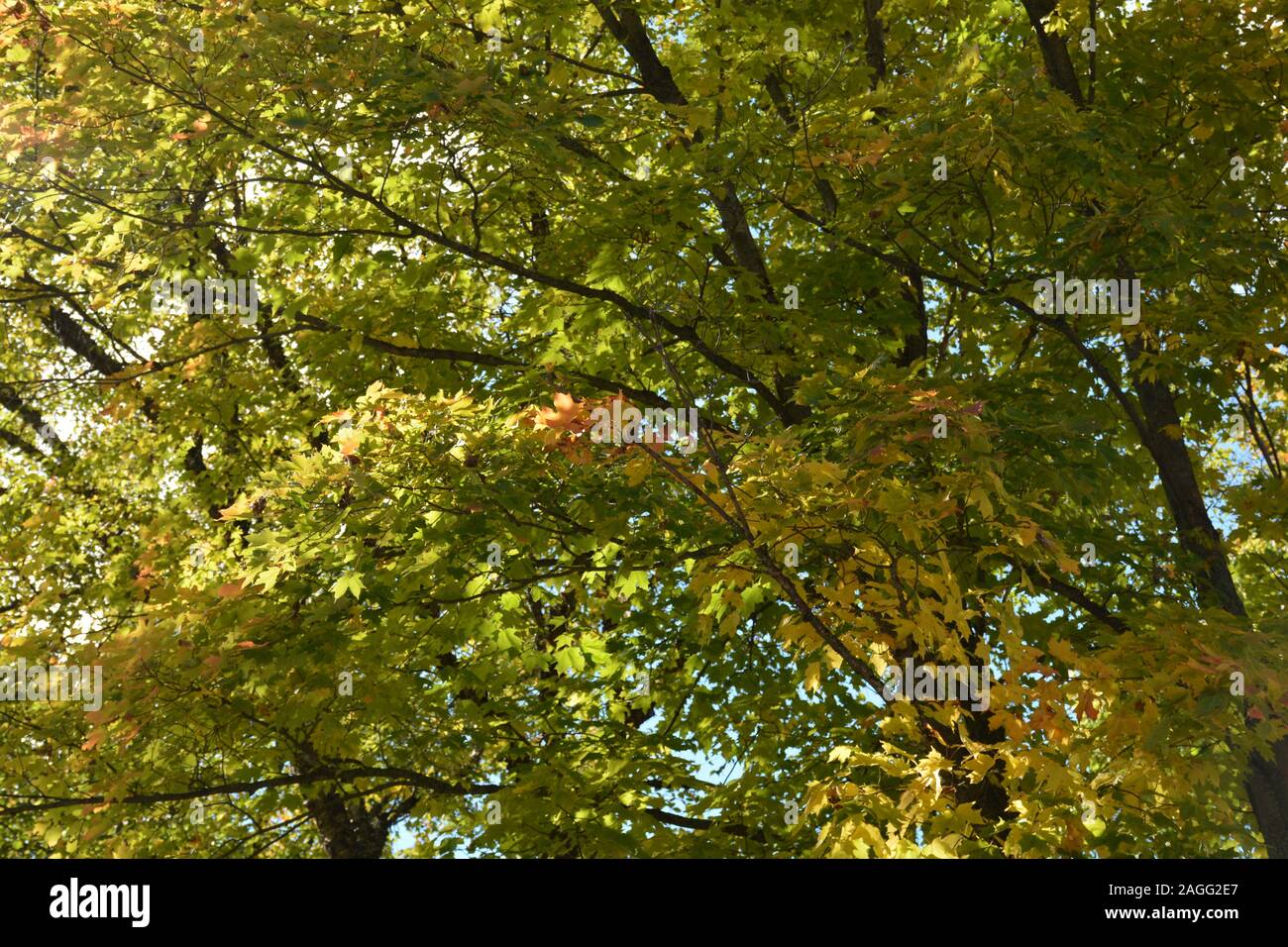 Trees and their canopy in Northern Ontario autumn Stock Photo - Alamy
