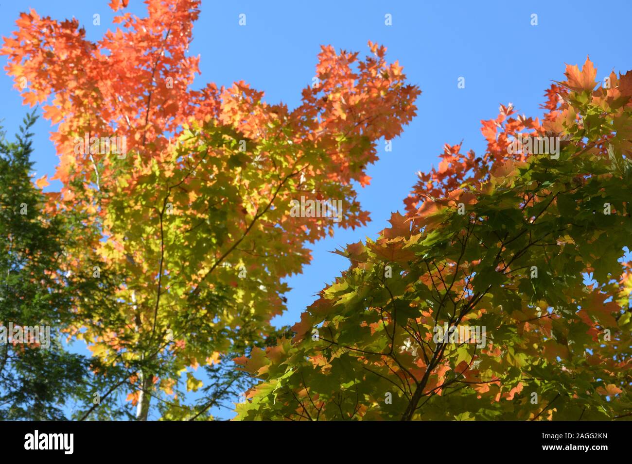Trees and their canopy in Northern Ontario autumn Stock Photo - Alamy