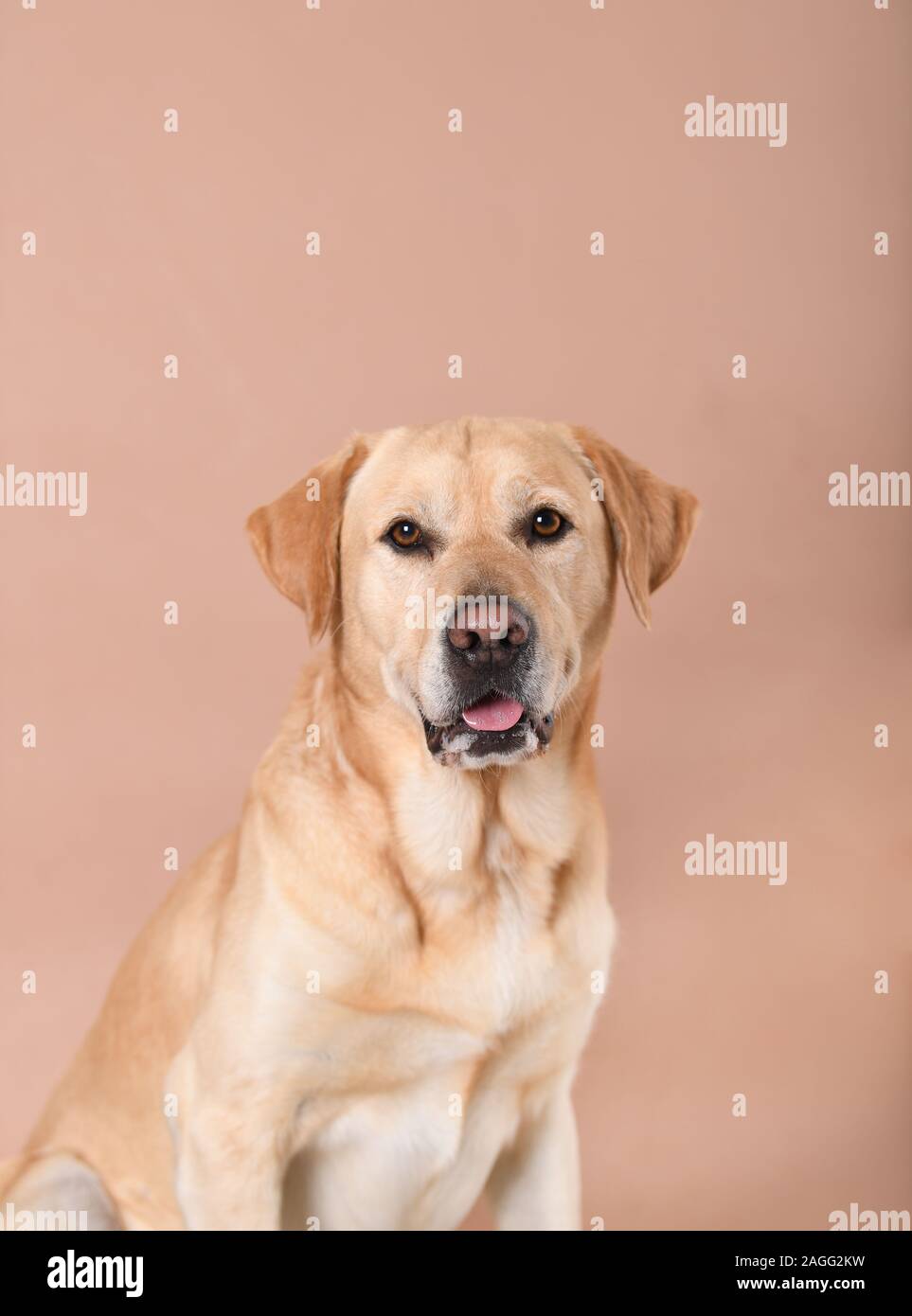 Golden Labrador sitting down and looking happy Stock Photo - Alamy